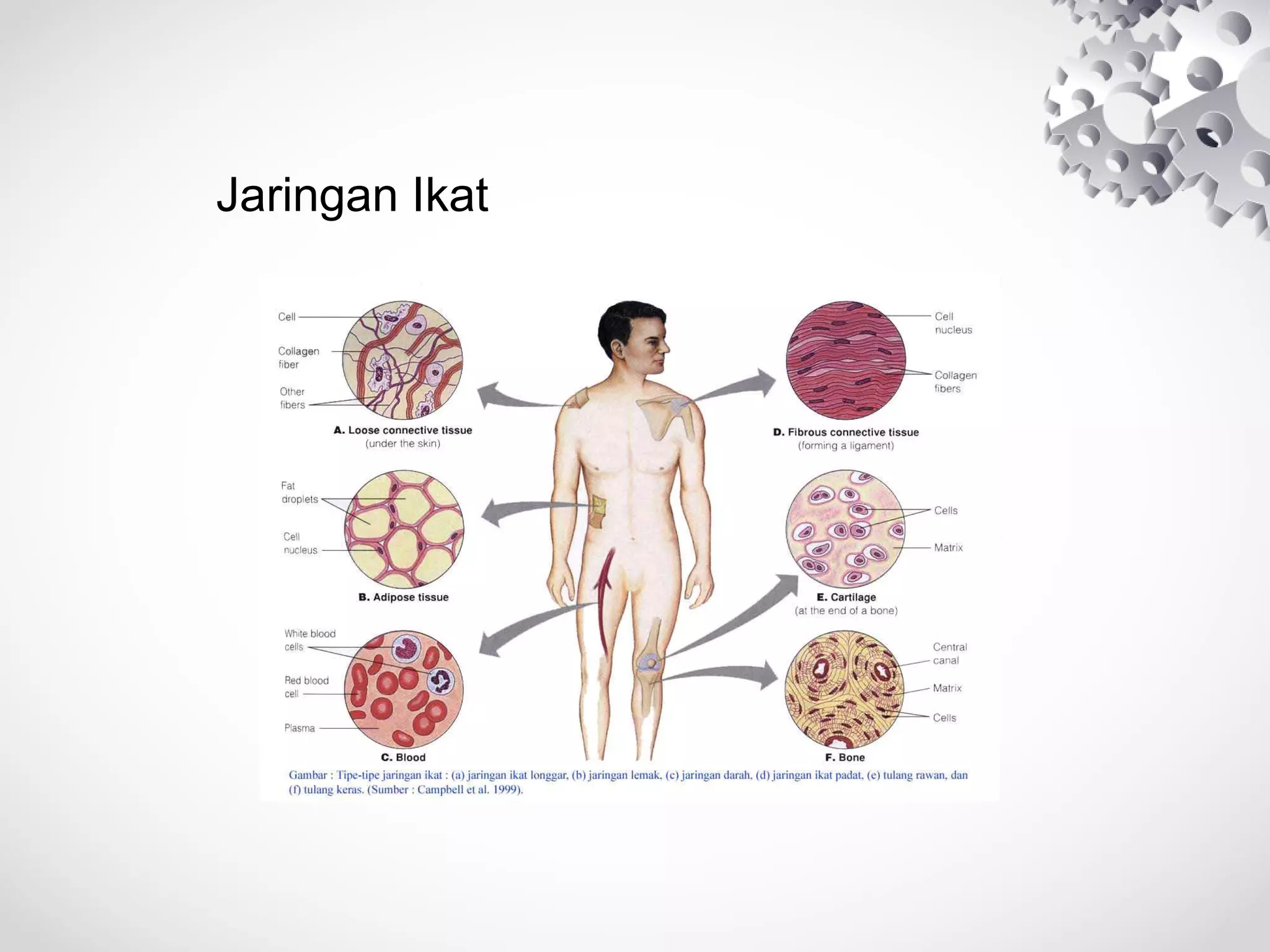 Pengantar Anatomi Fisiologi Manusia | PPT