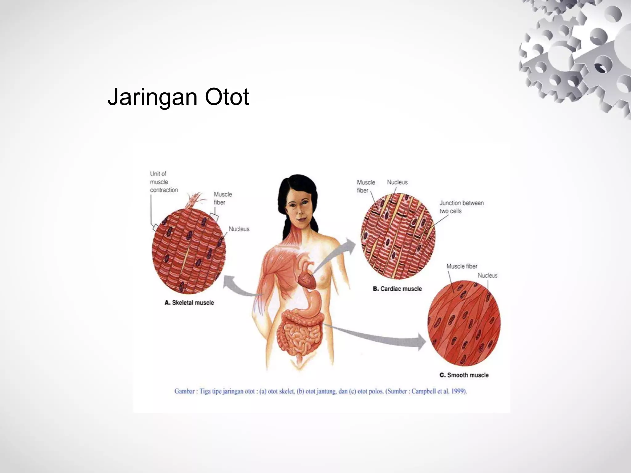 Pengantar Anatomi Fisiologi Manusia | PPT