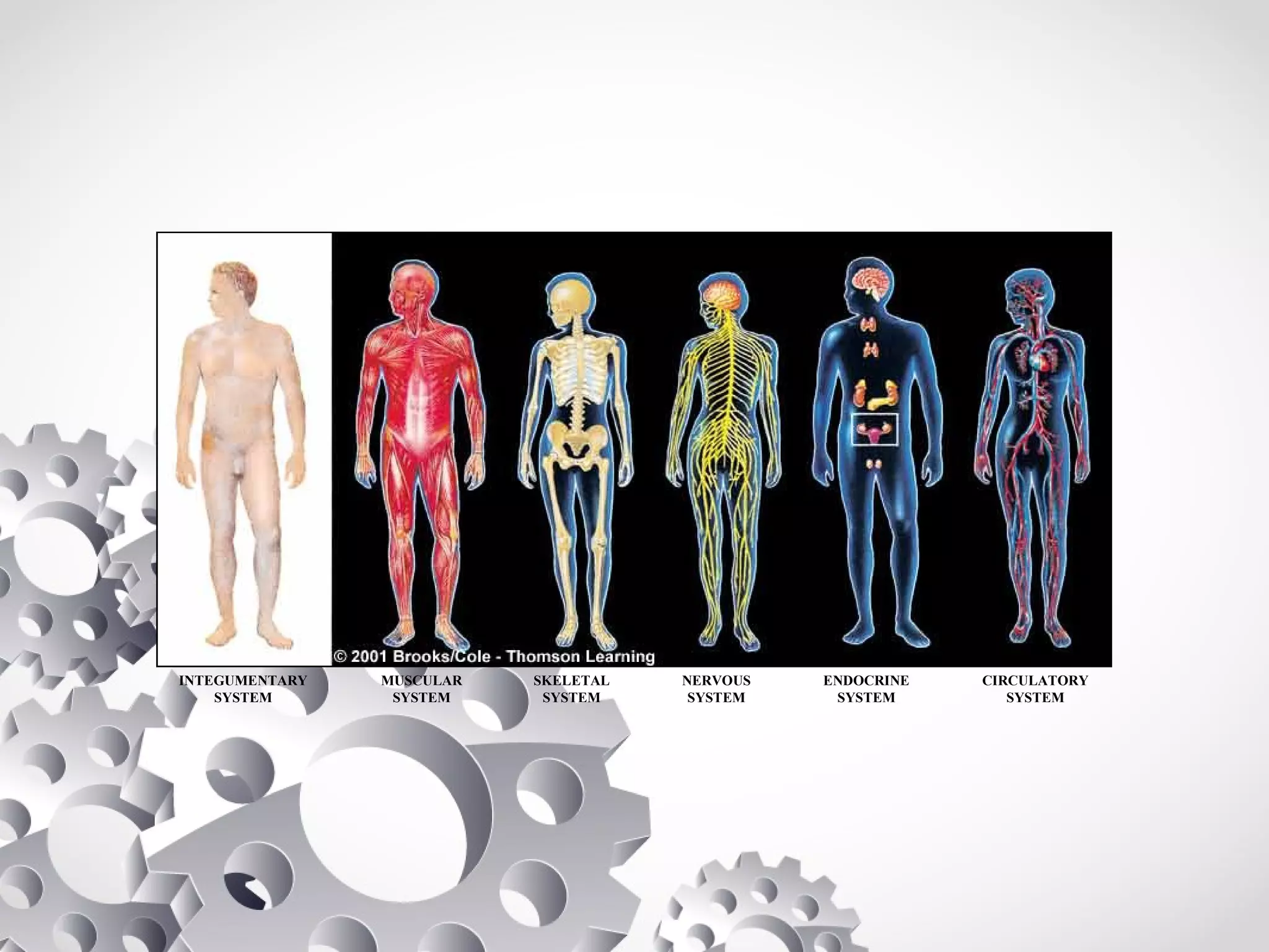Pengantar Anatomi Fisiologi Manusia | PPT