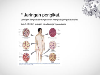 Pengantar Anatomi Fisiologi Manusia | PPT