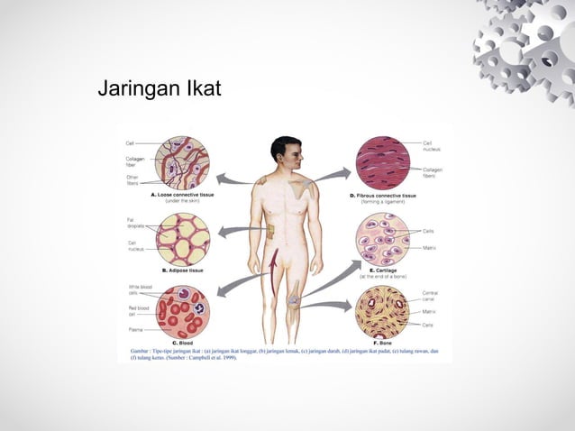 Pengantar Anatomi Fisiologi Manusia | PPT