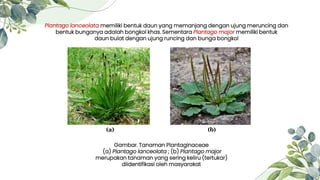 Pengantar Botani Farmasi pdf. botani farmasi | PDF