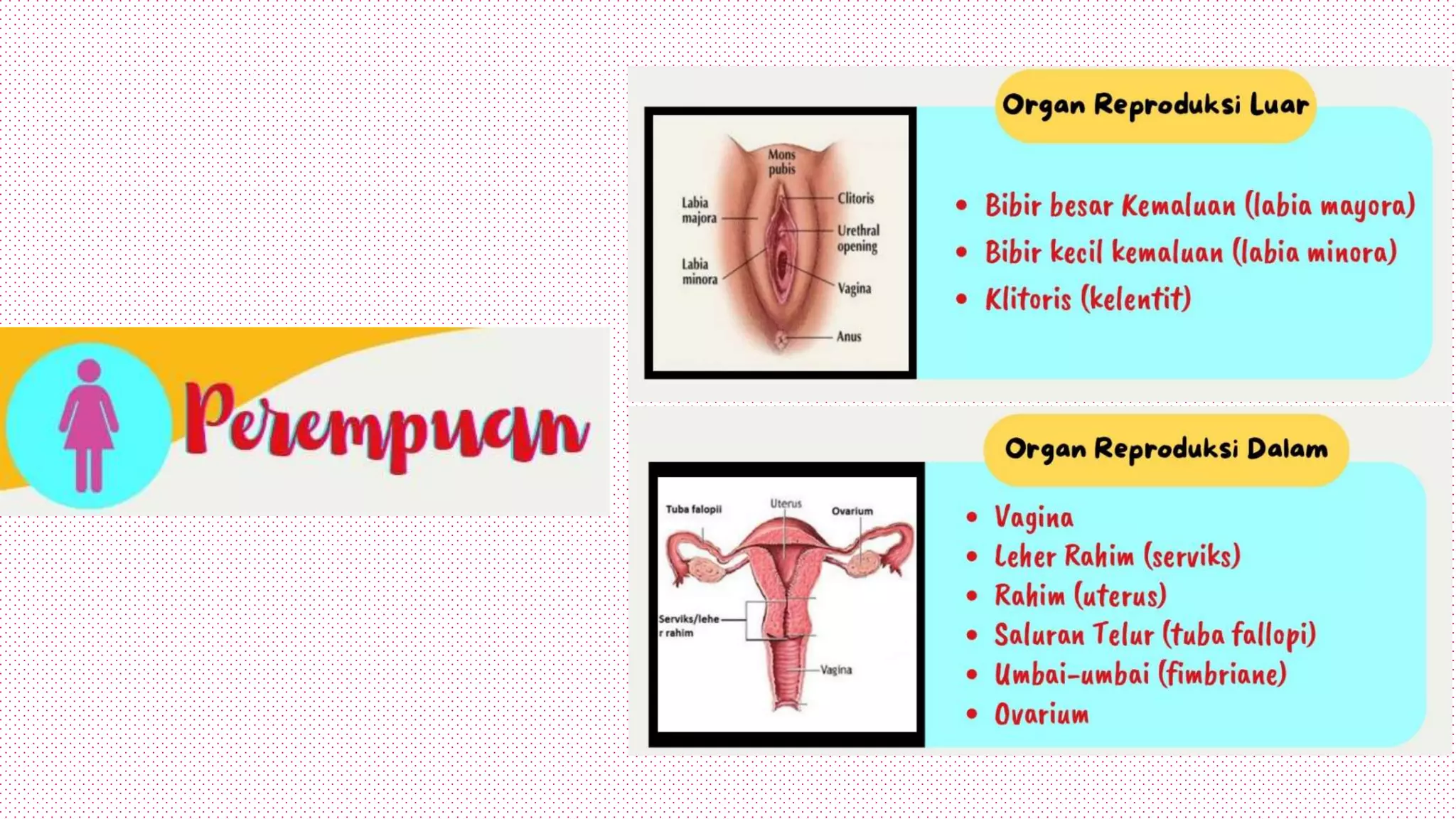 PENGANTAR KESEHATAN REPRODUKSI REMAJA.ppt