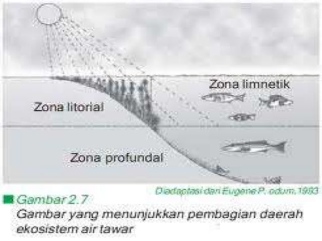 Pengantar limnologi | PPTX