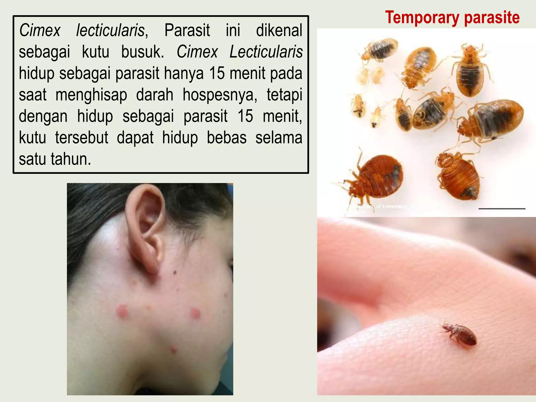 pengantar parasit.ppt