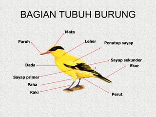 Pengantar pengenalan burung | PPT