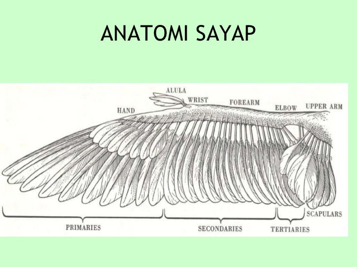 Pengantar pengenalan burung