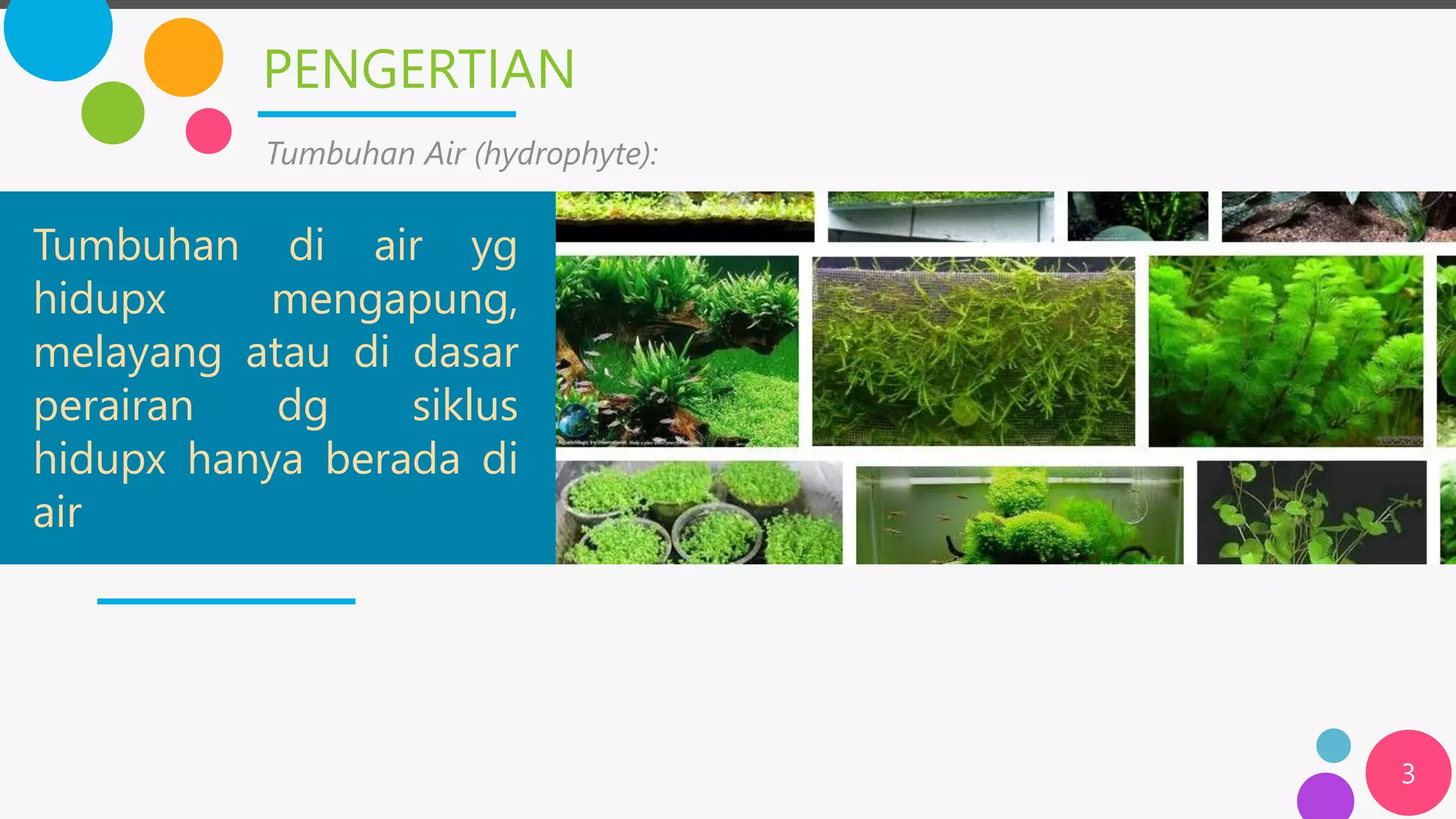 Pengantar Tumbuhan Air.pdf