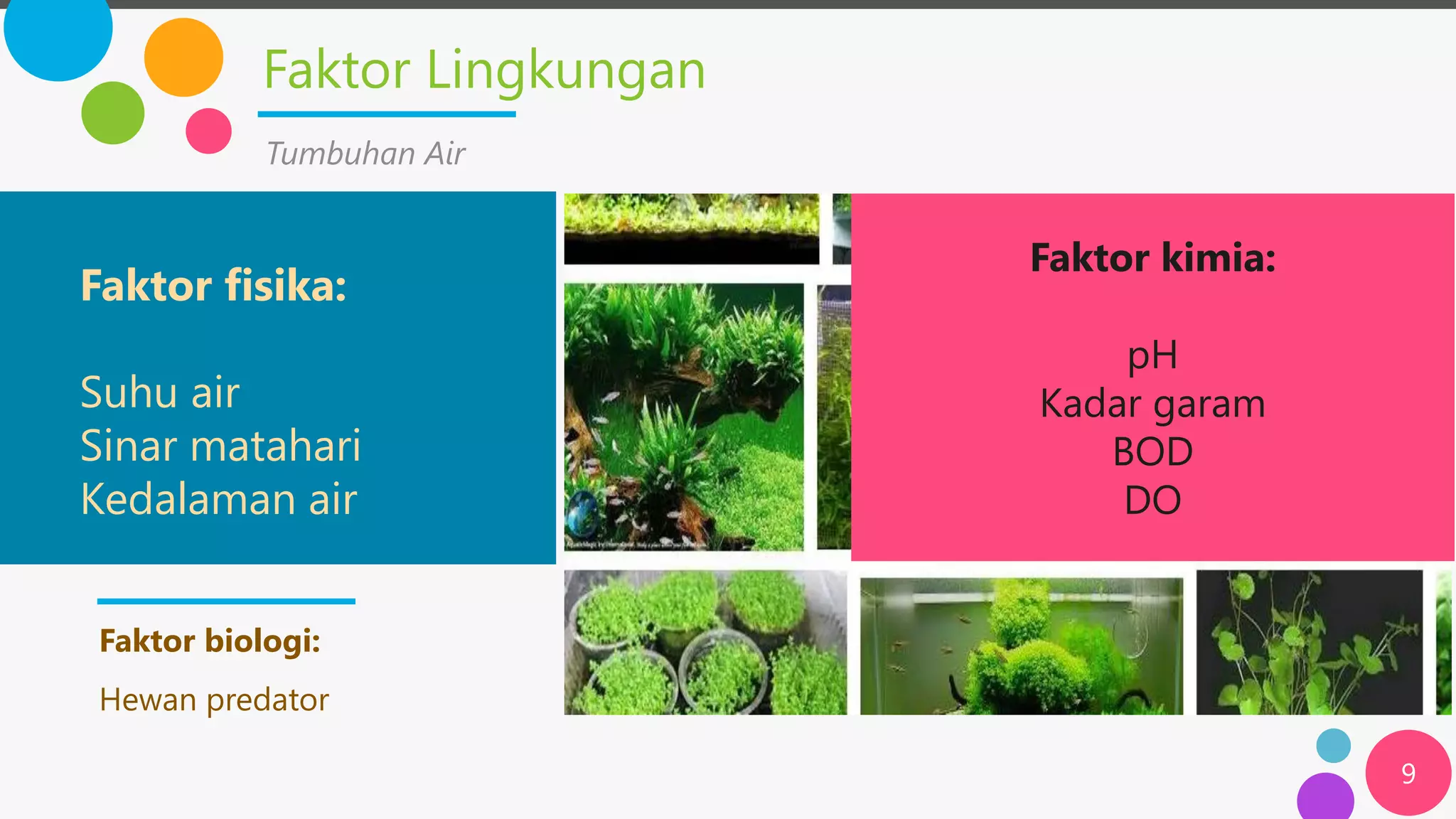 Pengantar Tumbuhan Air.pdf