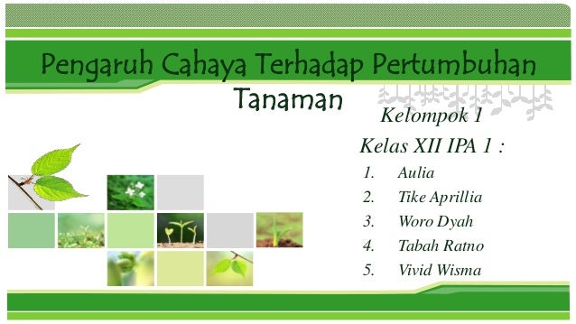 Pengaruh cahaya terhadap pertumbuhan tanaman 2 Pengaruh cahaya terhadap pertumbuhan tanaman 2