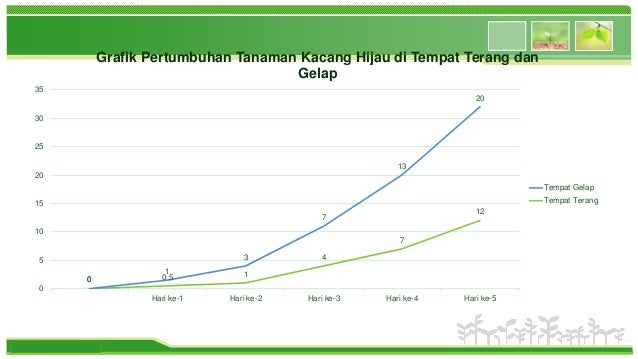 Pengaruh cahaya terhadap pertumbuhan tanaman 2 Pengaruh cahaya terhadap pertumbuhan tanaman 2