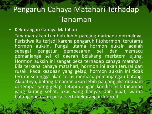 Pengaruh suhu dan matahari terhadap tumbuhan Pengaruh suhu dan matahari terhadap tumbuhan
