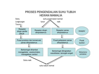 Pengaturan suhu tubuh materi 2023/24.pptx