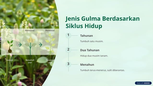 Pengelolaan-Gulma-pada-Budidaya-Gandaria-Bouea-macrophylla (1).pptx