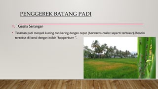 Pengelolaan Hama Wereng coklat pada tanaman padi.pptx