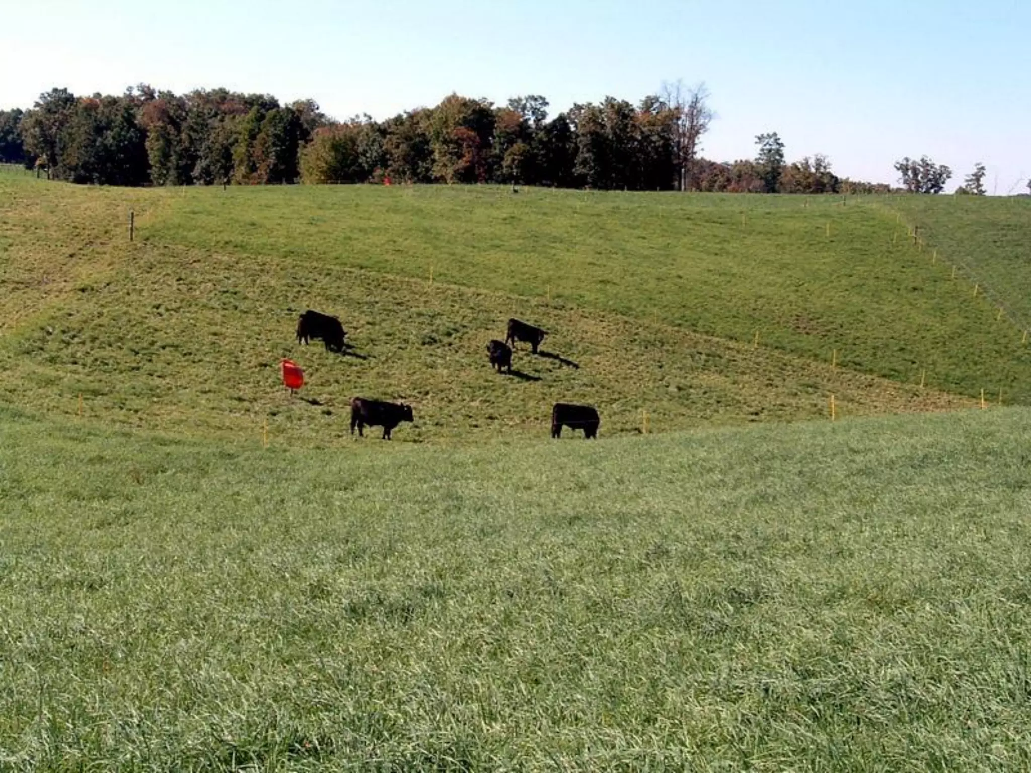 Pengelolaan padang gembala | PDF