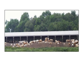 Pengelolaan padang gembala | PDF