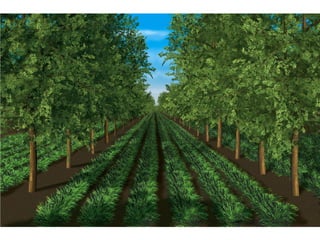 Pengelolaan padang gembala | PDF