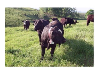 Pengelolaan padang gembala | PDF