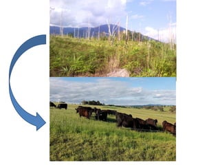 Pengelolaan padang gembala | PDF