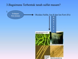 Pengelolaan tanah sulfat masam | PPTX