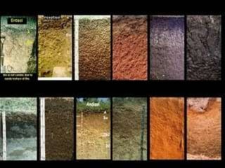 Pengelolaan tanah sulfat masam | PPTX