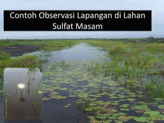 Pengelolaan tanah sulfat masam | PPTX