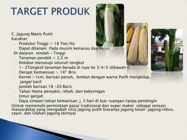 PENGEMBANGAN JAGUNG MANIS PUTIH DAN BICOLOR.pptx