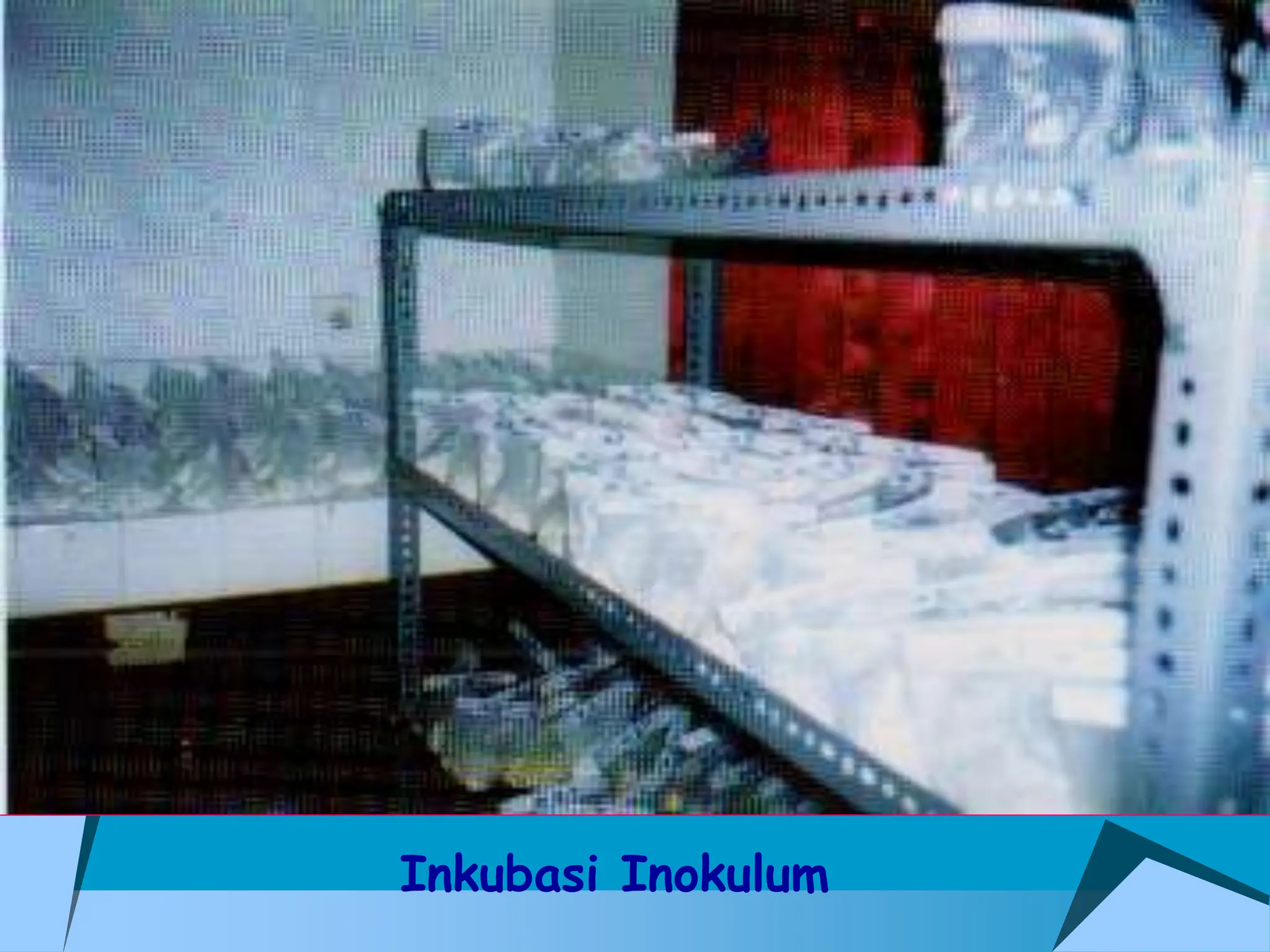 PENGEMBANGAN & PERBANYAKAN TRICHODERMA SP.ppt