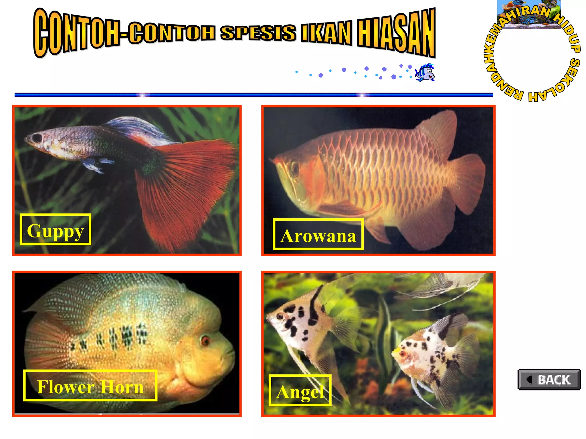 Pengenalan 3. sebab dan tujuan memelihara ikan 4. ciri istimewa ikan ...