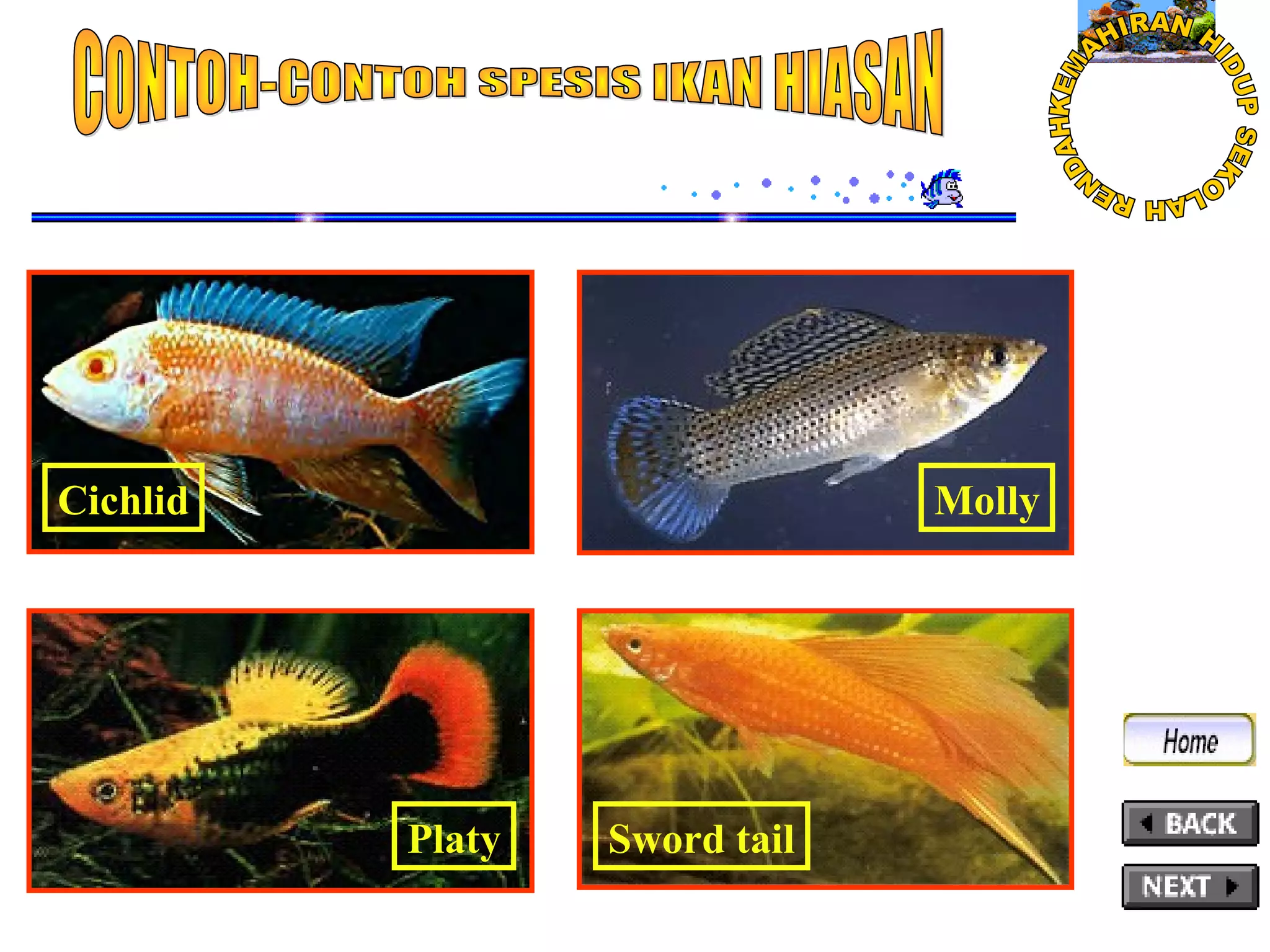 Pengenalan 3. sebab dan tujuan memelihara ikan 4. ciri istimewa ikan ...