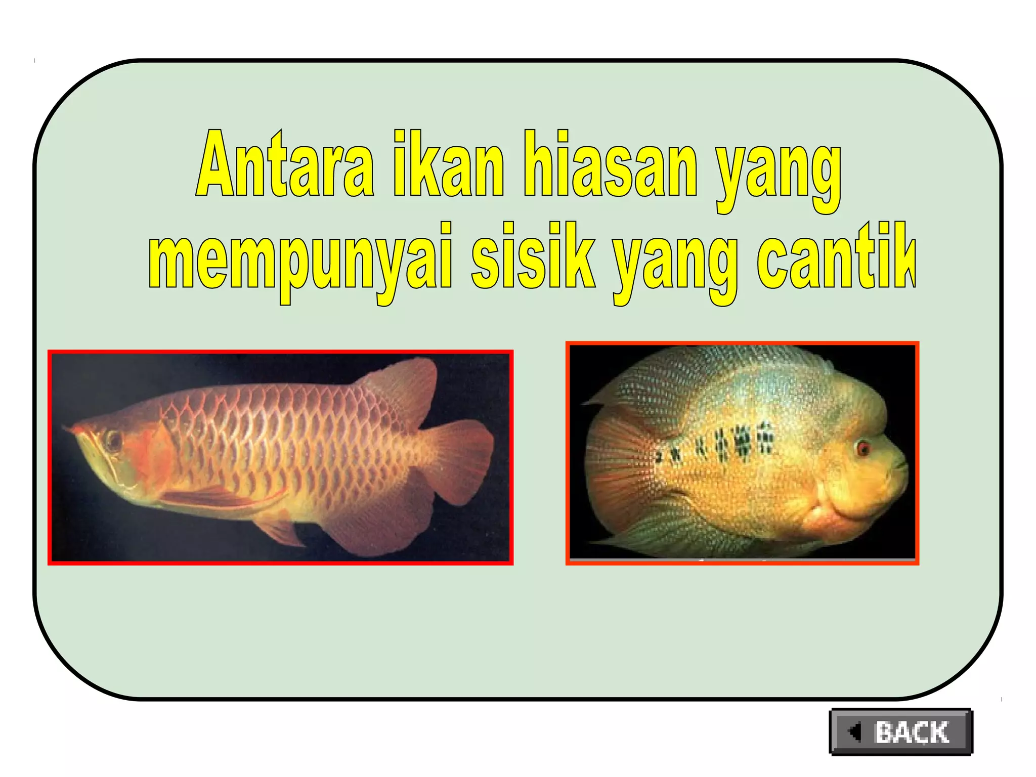 Pengenalan 3. sebab dan tujuan memelihara ikan 4. ciri istimewa ikan ...