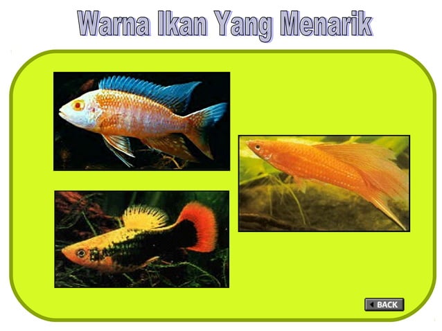 Pengenalan 3. sebab dan tujuan memelihara ikan 4. ciri istimewa ikan ...