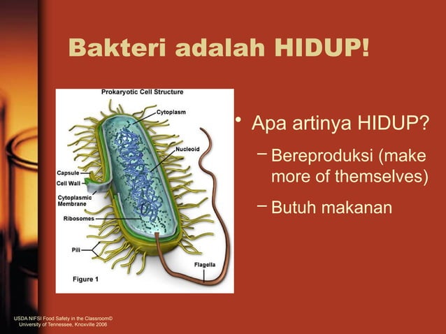 Introducing to bacteria_Pengenalan Bakteri.pptx