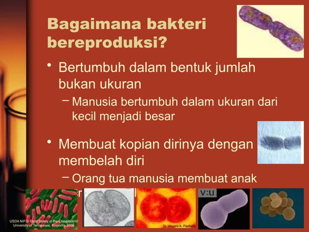 Introducing to bacteria_Pengenalan Bakteri.pptx
