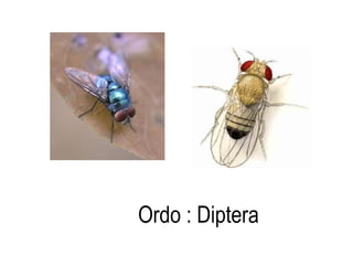 Pengenalan contoh jenis serangga | PPT