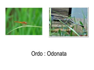 Pengenalan contoh jenis serangga | PPT