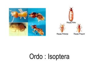 Pengenalan contoh jenis serangga | PPT
