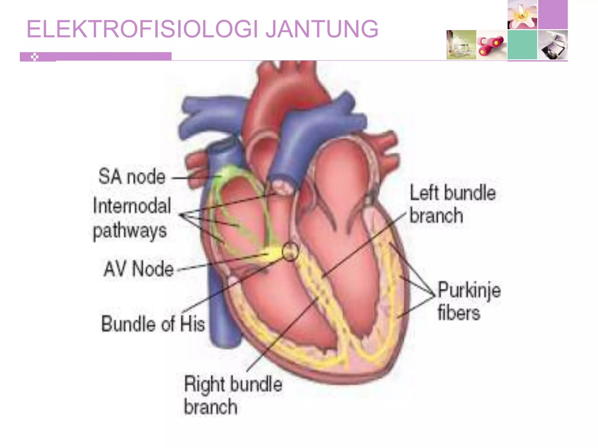 Pengenalan ekg dasar | PPTX