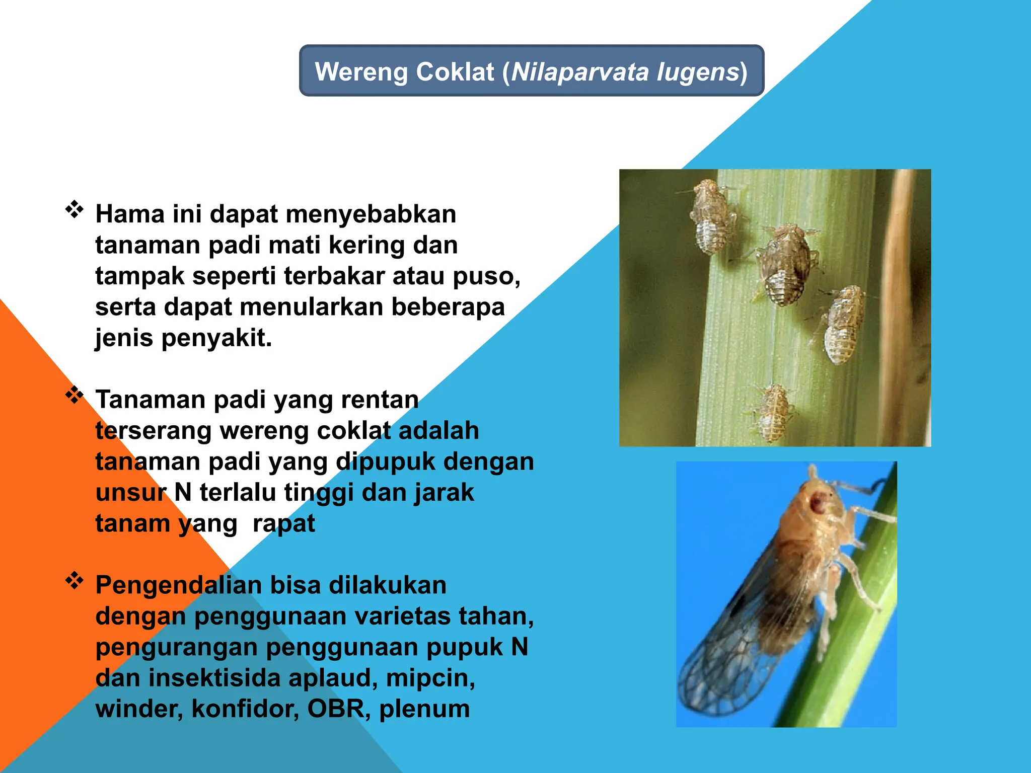 Pengenalan hama Penyakit Pada Tanaman Padi.pptx