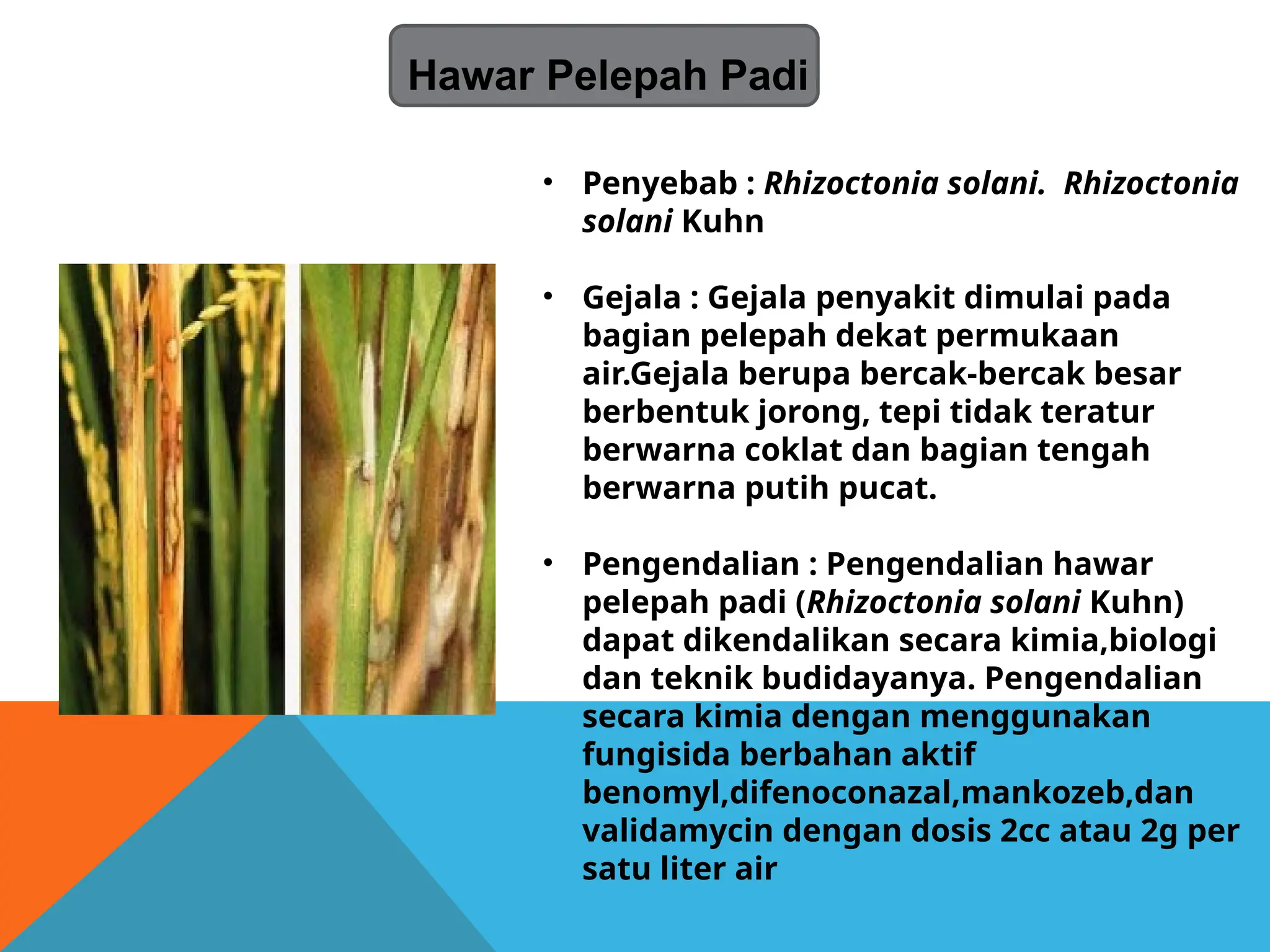 Pengenalan hama Penyakit Pada Tanaman Padi.pptx