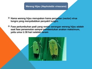 Pengenalan hama Penyakit Pada Tanaman Padi.pptx