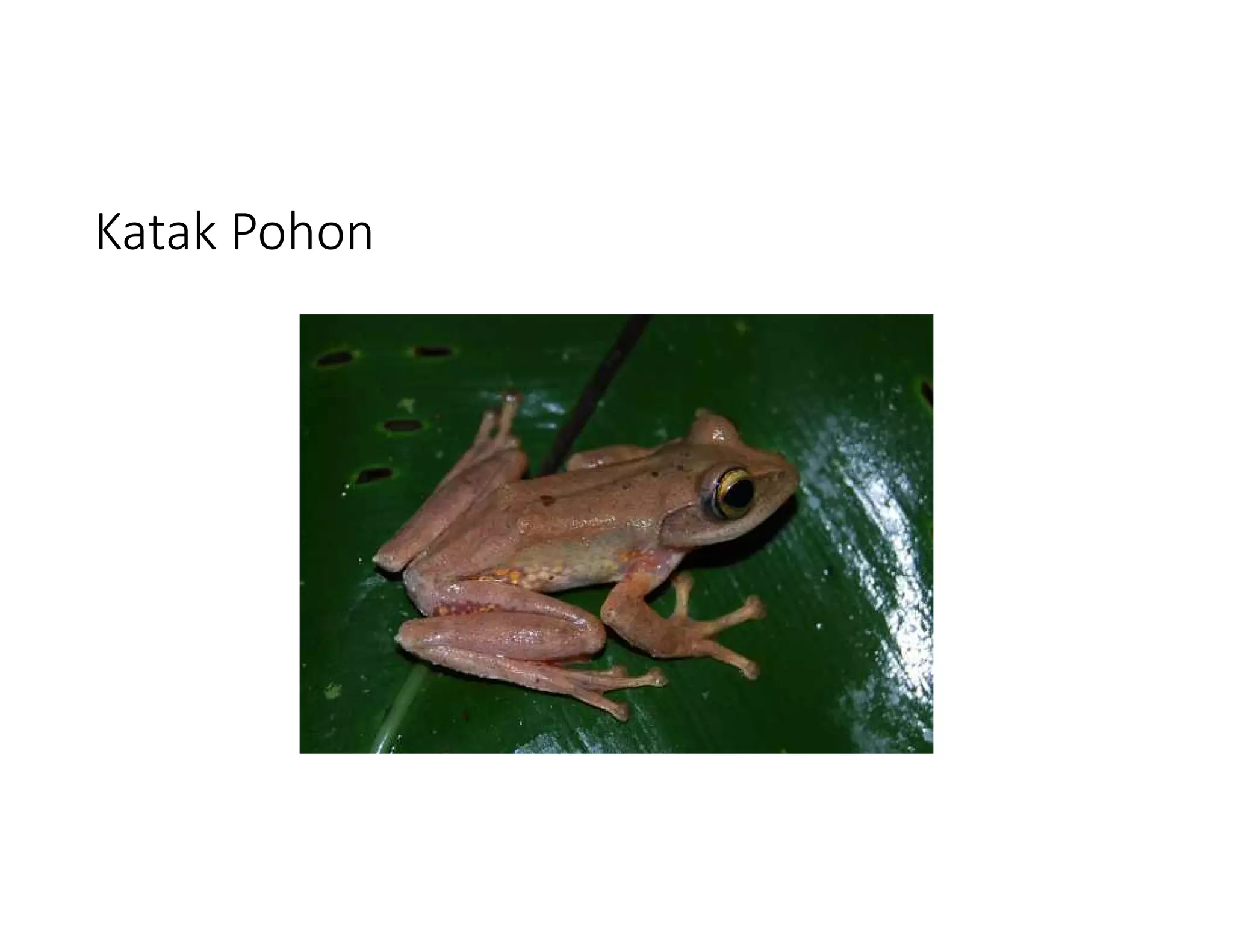 Pengenalan hewan amfibia | PPT