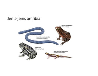 Pengenalan hewan amfibia | PPT