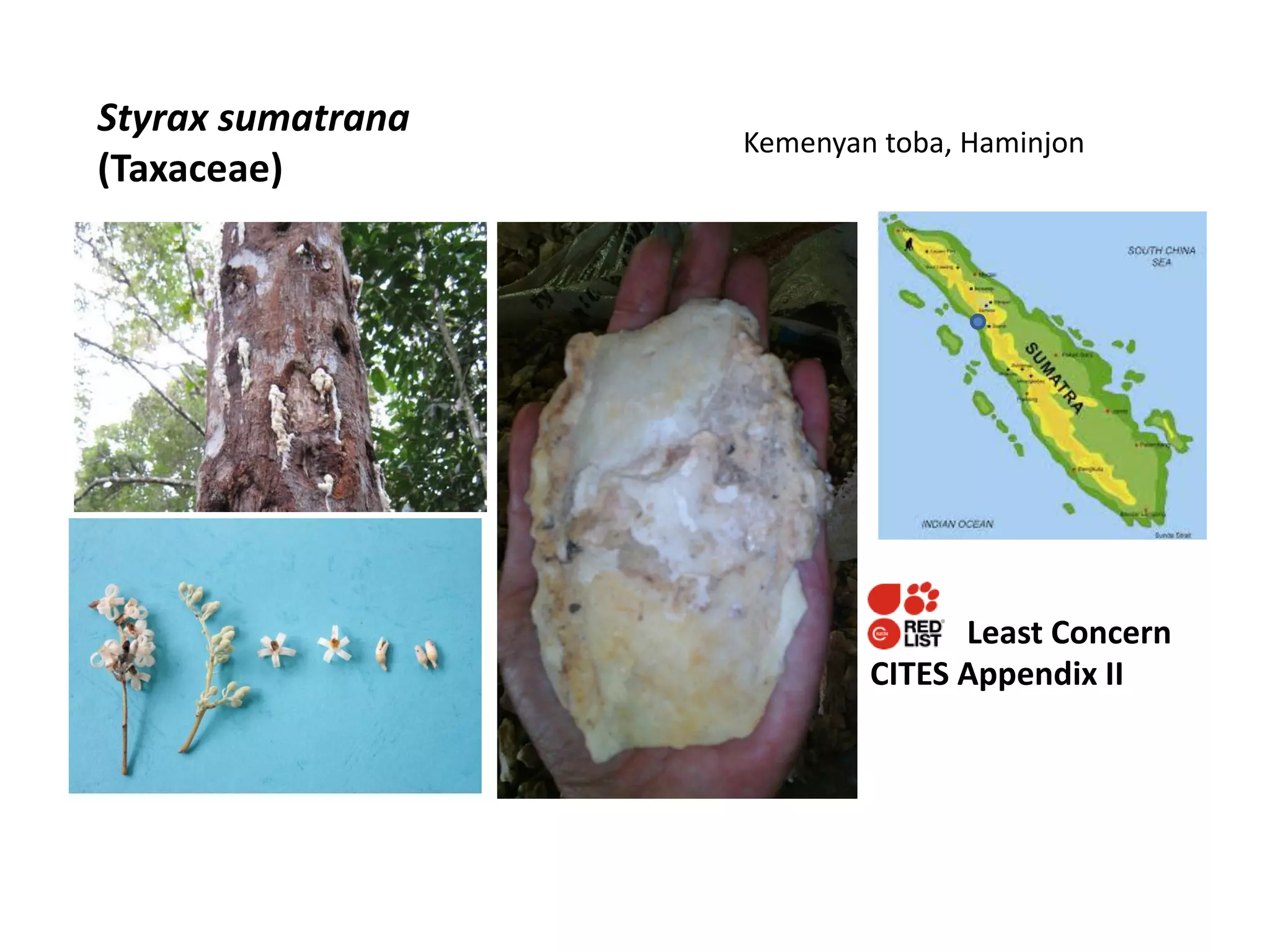 Pengenalan Flora Fauna Endemik Sumatera | PDF