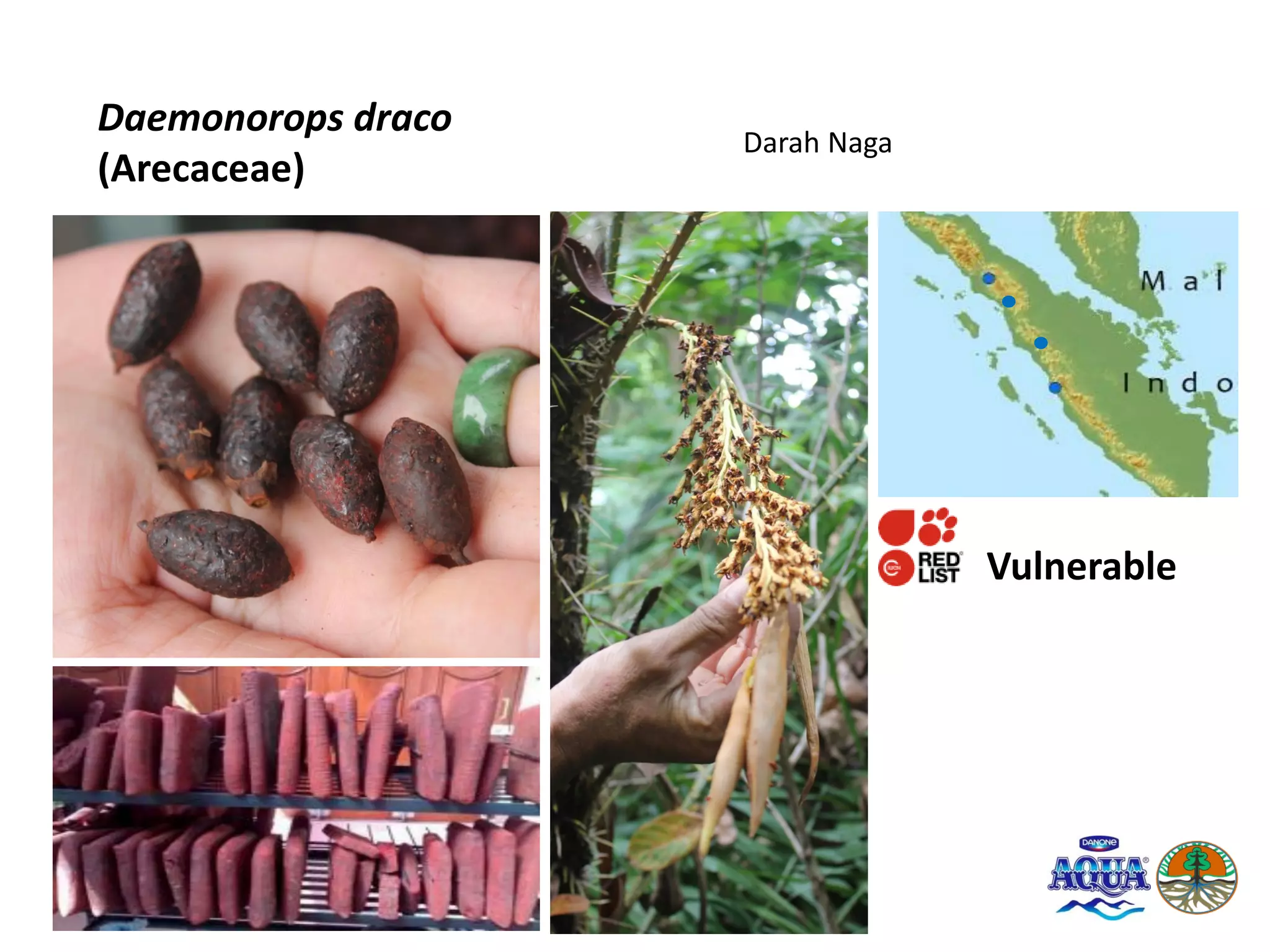 Pengenalan Flora Fauna Endemik Sumatera | PDF