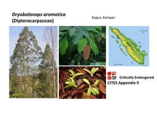 Pengenalan Flora Fauna Endemik Sumatera | PDF