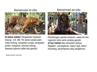 Pengenalan Flora Fauna Endemik Sumatera | PDF