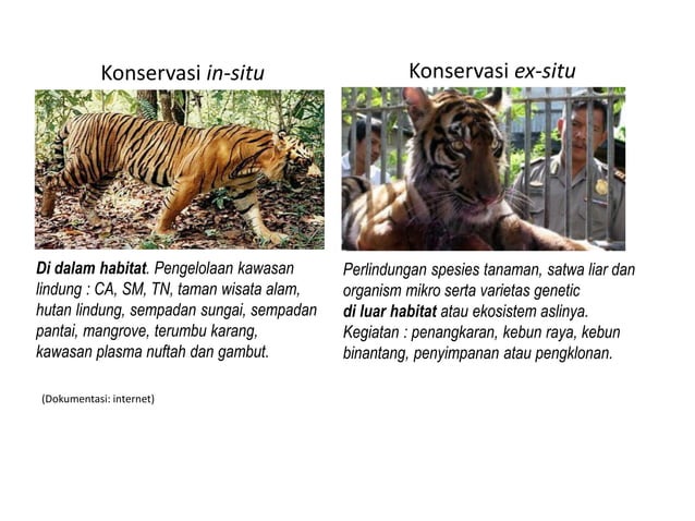 Pengenalan Flora Fauna Endemik Sumatera | PDF
