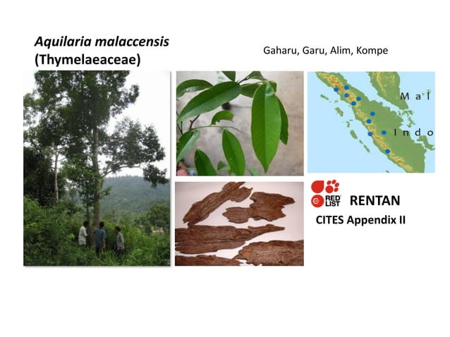 Pengenalan Flora Fauna Endemik Sumatera | PDF